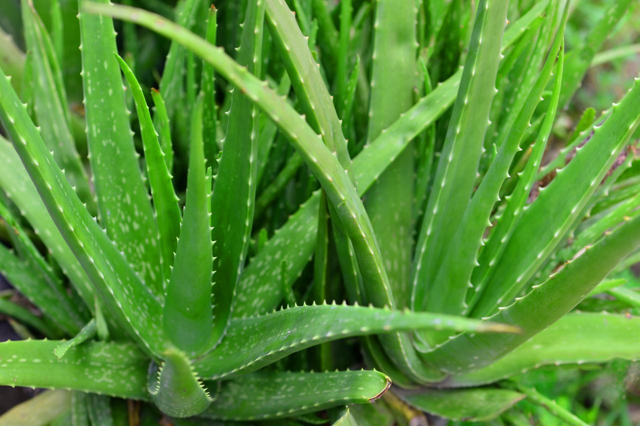 Conheça as plantas que ajudam no crescimento dos cabelos - RC 8:32