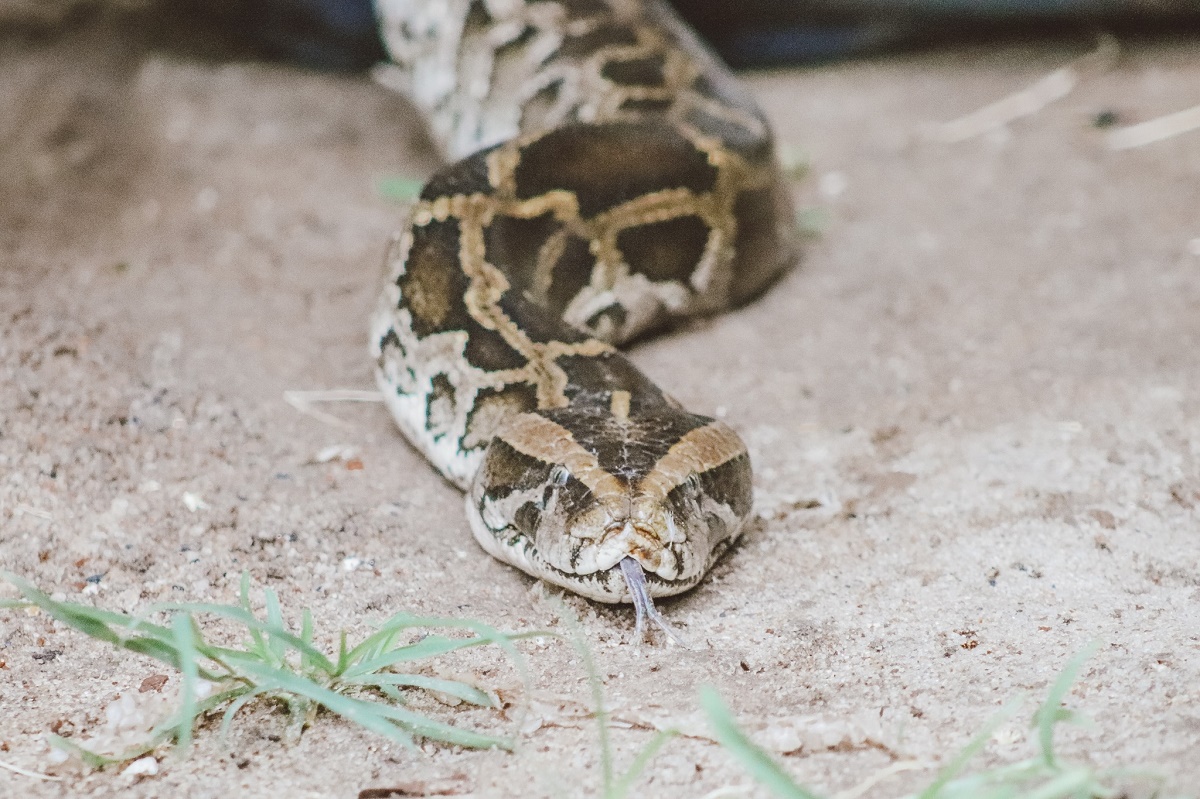 Conheça o circuito de visitação do BioParque no Rio de Janeiro - RC 8:32